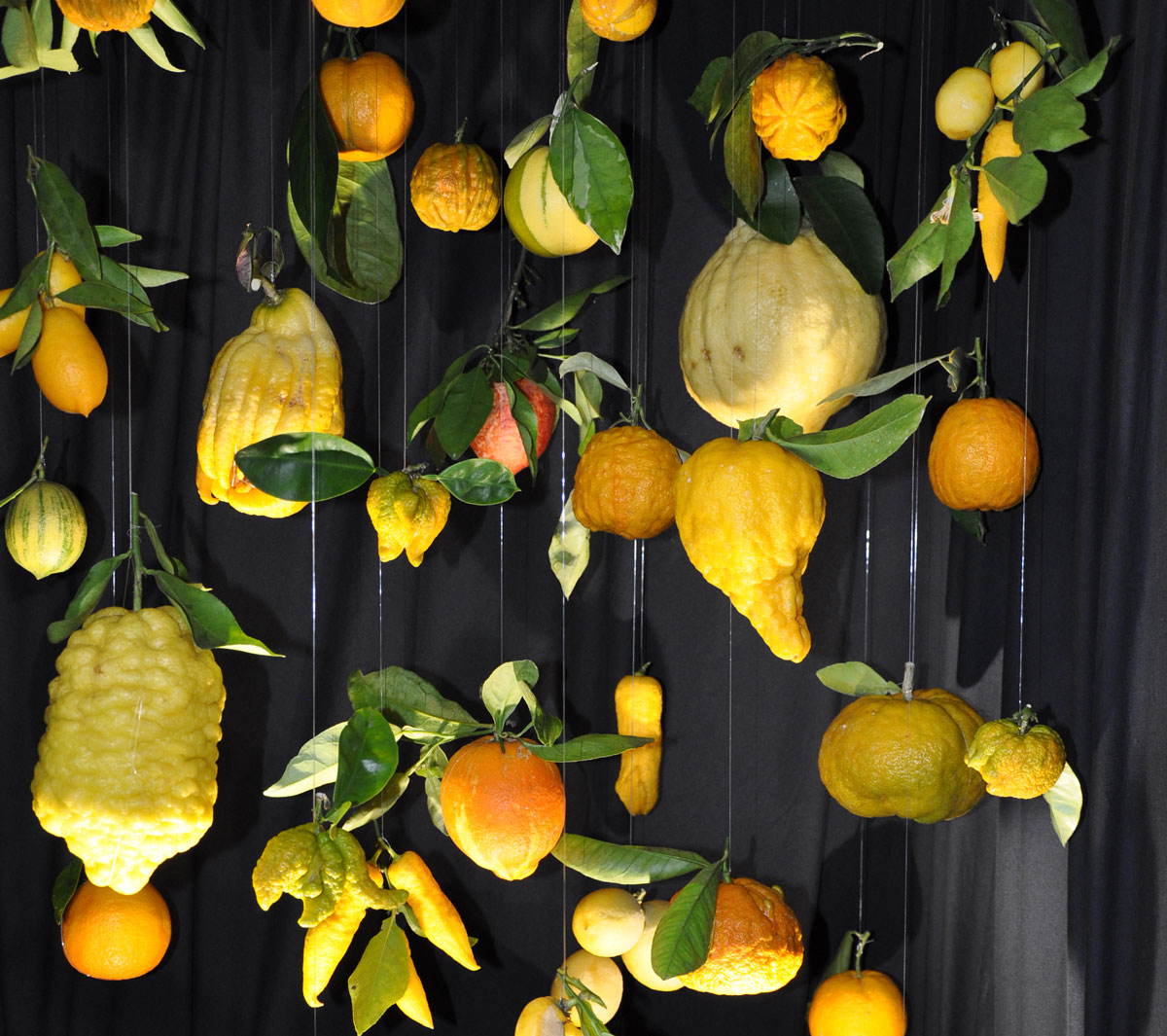 Allerlei Zitrus – Zitrustage